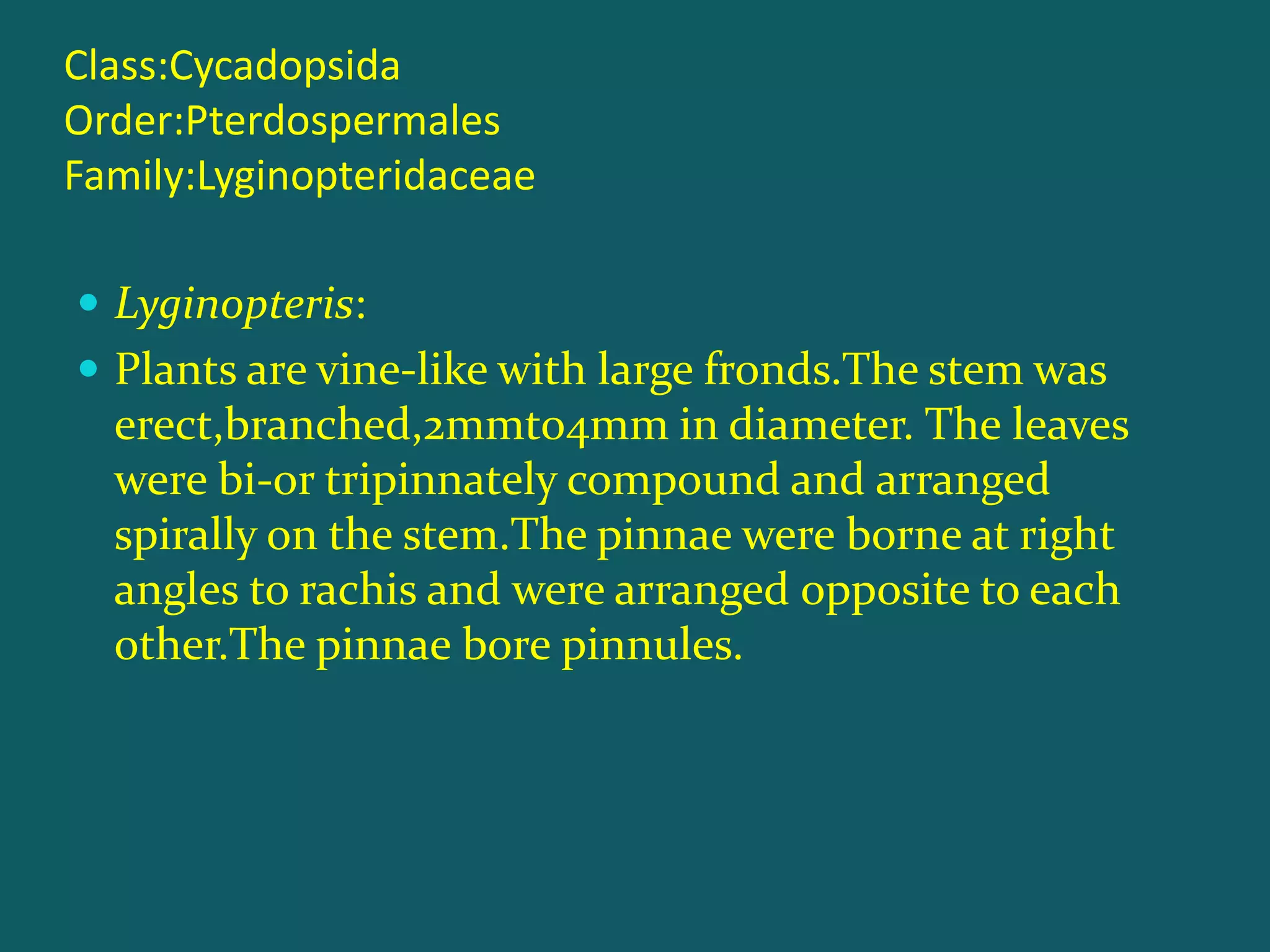 Fossil gymnosperms | PPTX