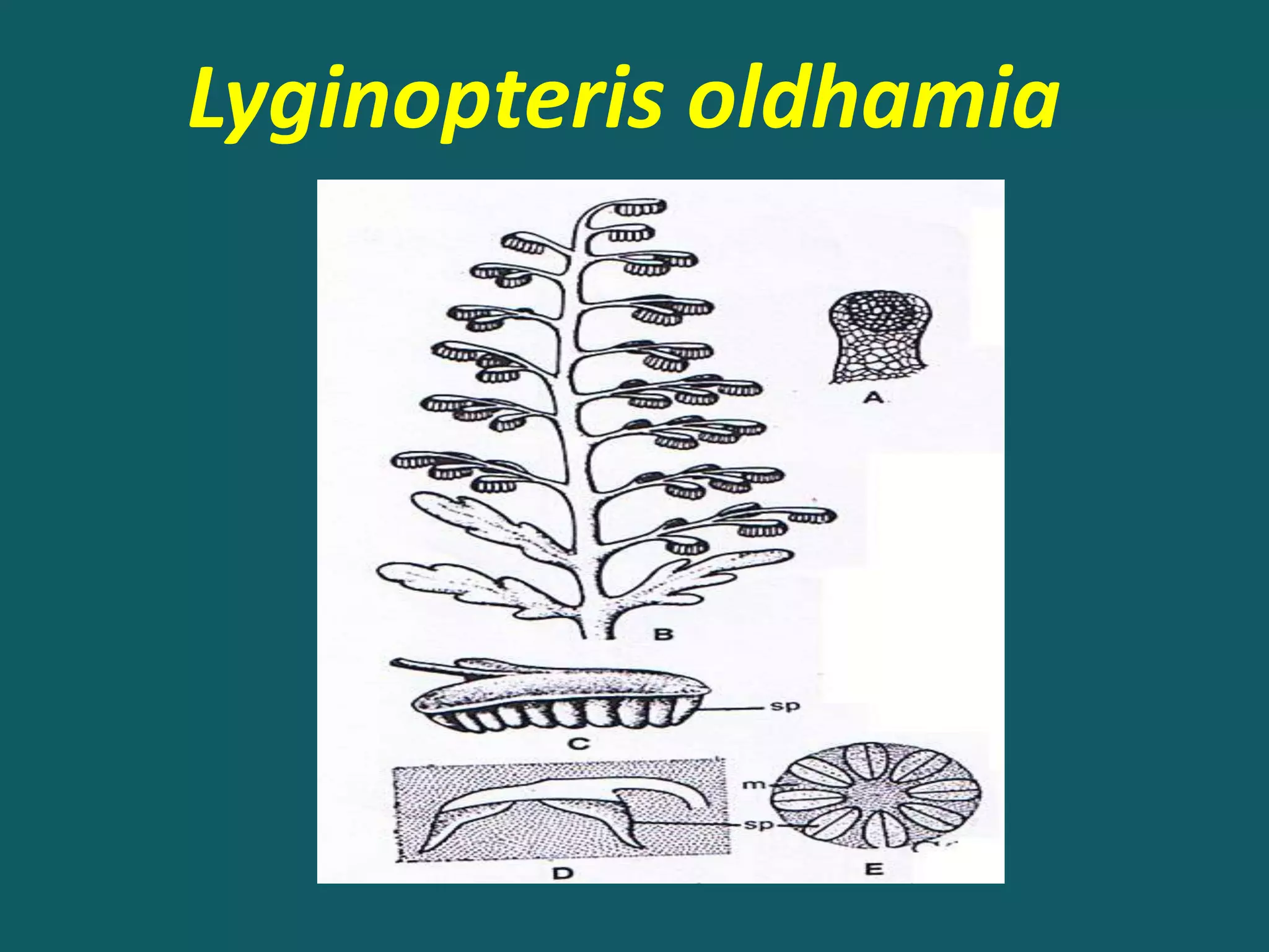 Fossil gymnosperms | PPTX