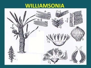 Fossil gymnosperms | PPTX