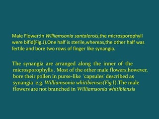 Fossil gymnosperms | PPTX