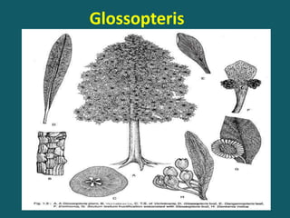 Fossil gymnosperms | PPTX