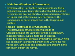 Fossil gymnosperms | PPTX