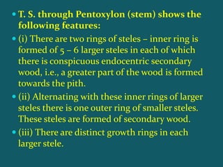Fossil gymnosperms | PPTX