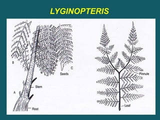 Fossil gymnosperms | PPTX