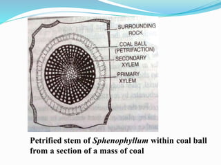 Fossil gymnosperms and Geological Time Scale | PPTX