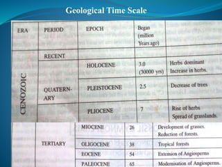 Fossil gymnosperms and Geological Time Scale | PPTX