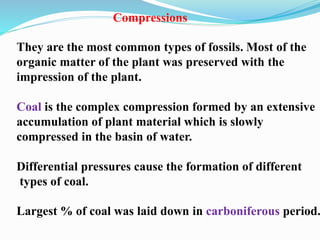 Fossil gymnosperms and Geological Time Scale | PPTX