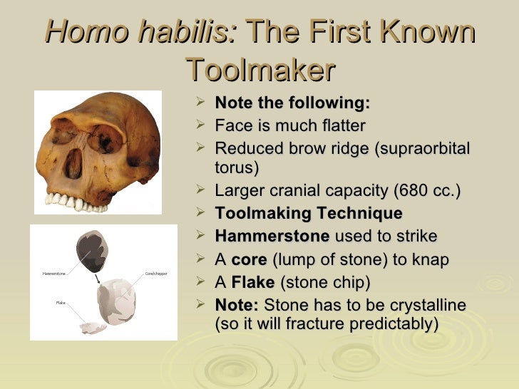Fossil Hominins: From Ardipithecus to Homo