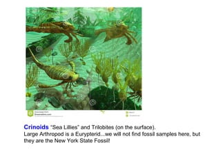 A Tour of Devonian Fossils | PPT