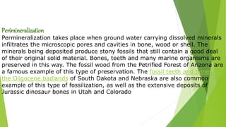 Fossilization | PPTX