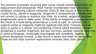 Fossilization | PPTX
