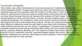 Fossilization | PPTX