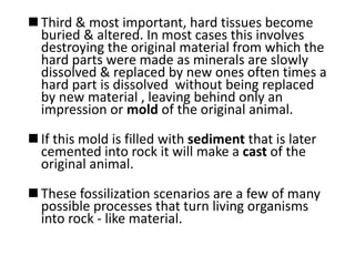 Fossilization | PPTX
