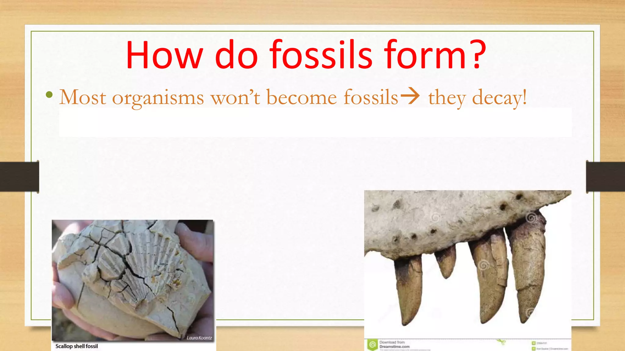 Fossil notes 6th | PPTX | Geology | Science