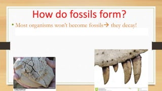 Fossil notes 6th | PPTX | Geology | Science