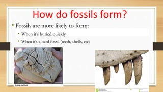 Fossil notes 6th | PPTX | Geology | Science