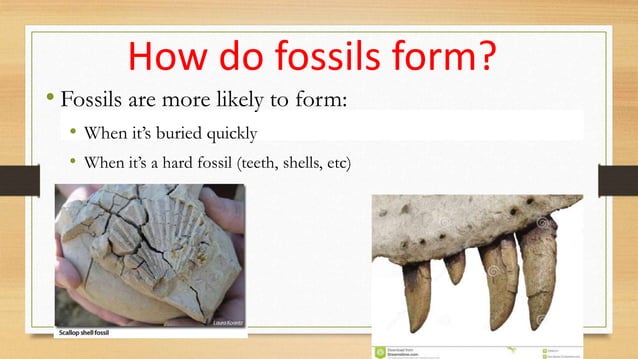 Fossil notes 6th | PPT