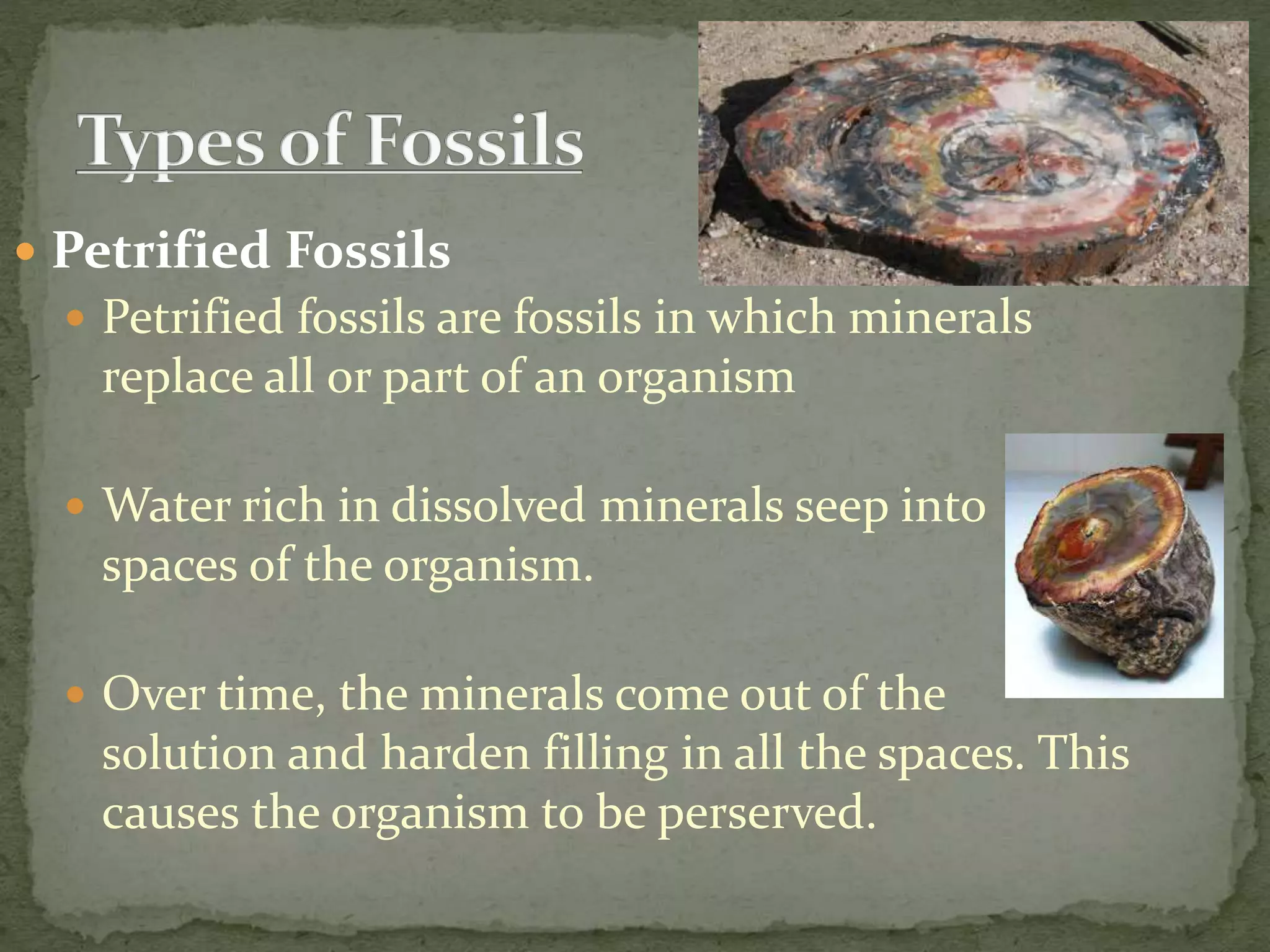 Fossil_Notes_UPDATEDa.pptx