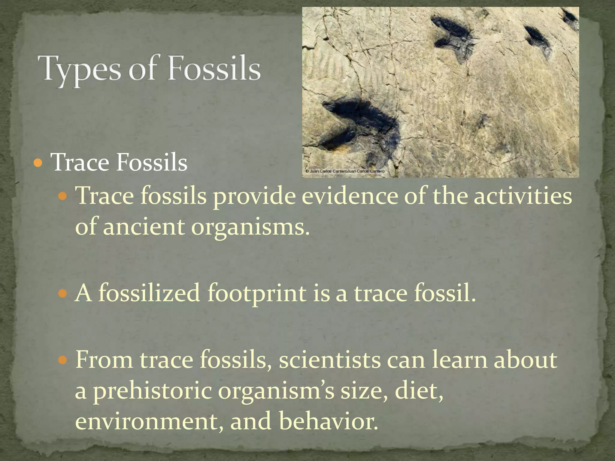 Fossil_Notes_UPDATEDa.pptx