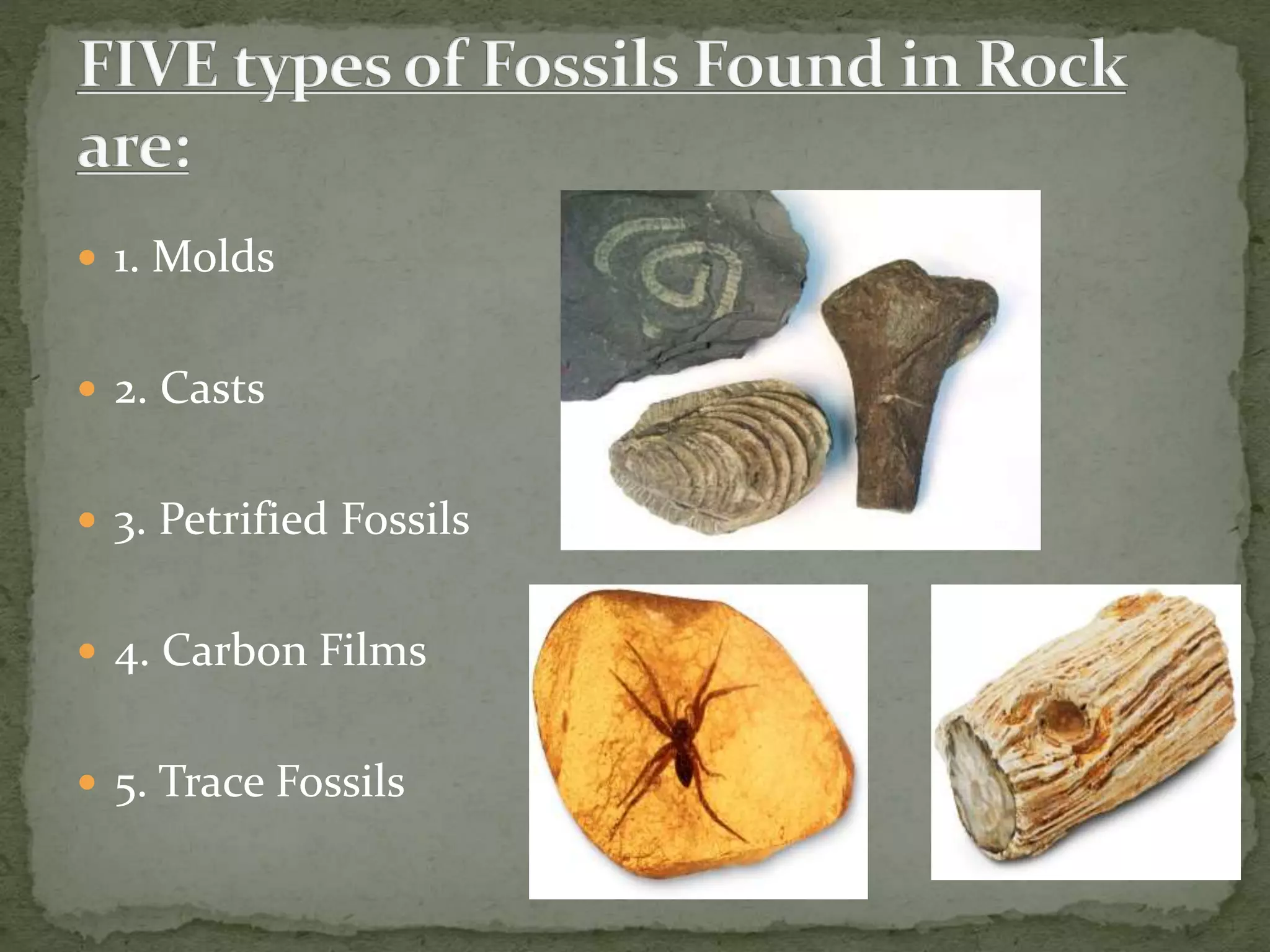 Fossil_Notes_UPDATEDa.pptx