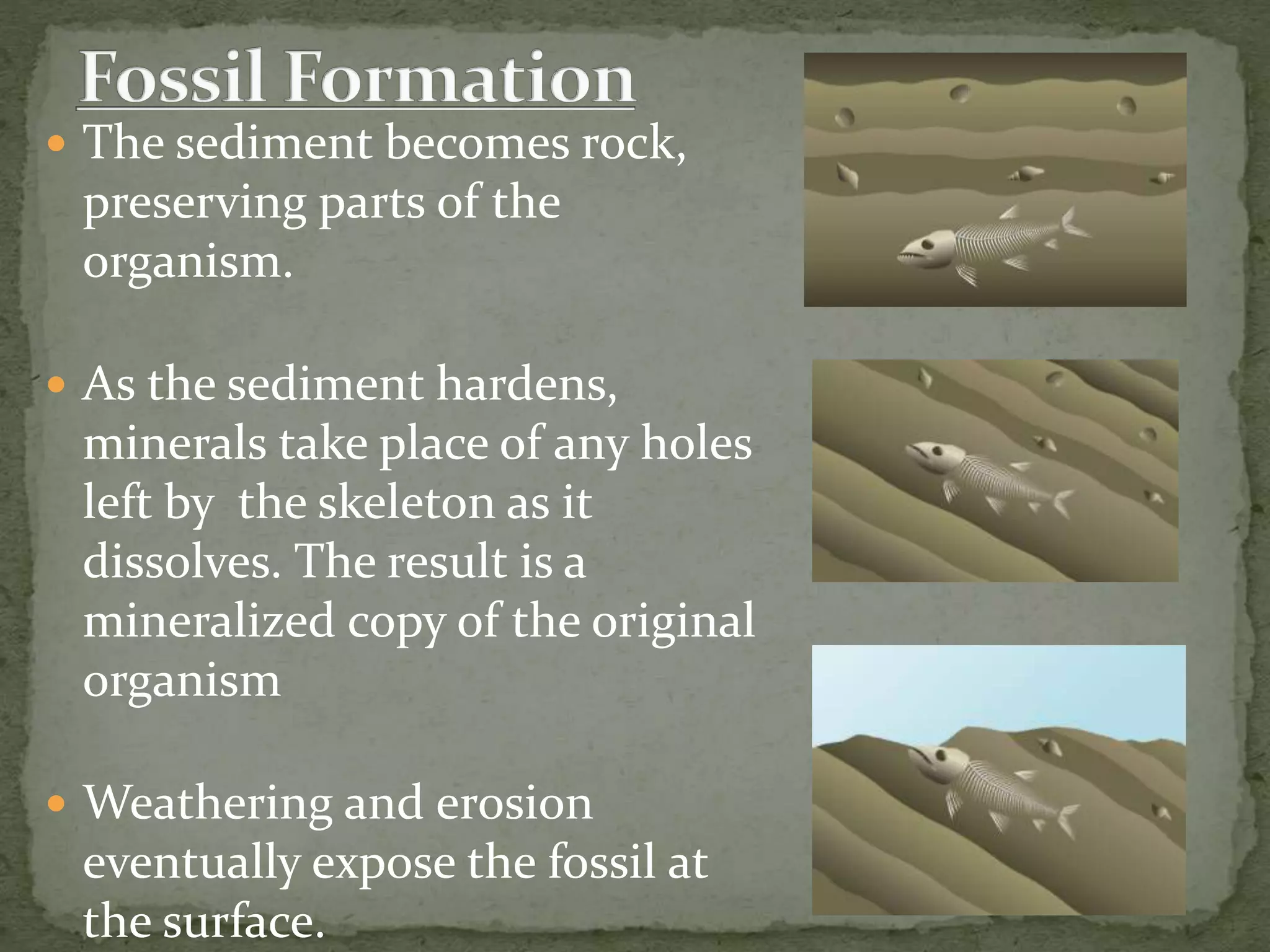 Fossil_Notes_UPDATEDa.pptx