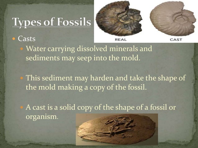 Fossil_Notes_UPDATEDa.pptx