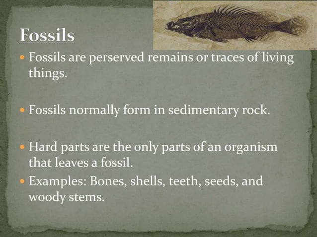 Fossil_Notes_UPDATEDa.pptx