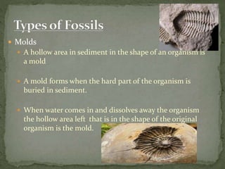Fossil_Notes_UPDATEDa.pptx