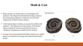 Fossil ppt | PPT