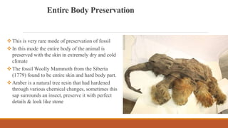 Fossil ppt | PPT