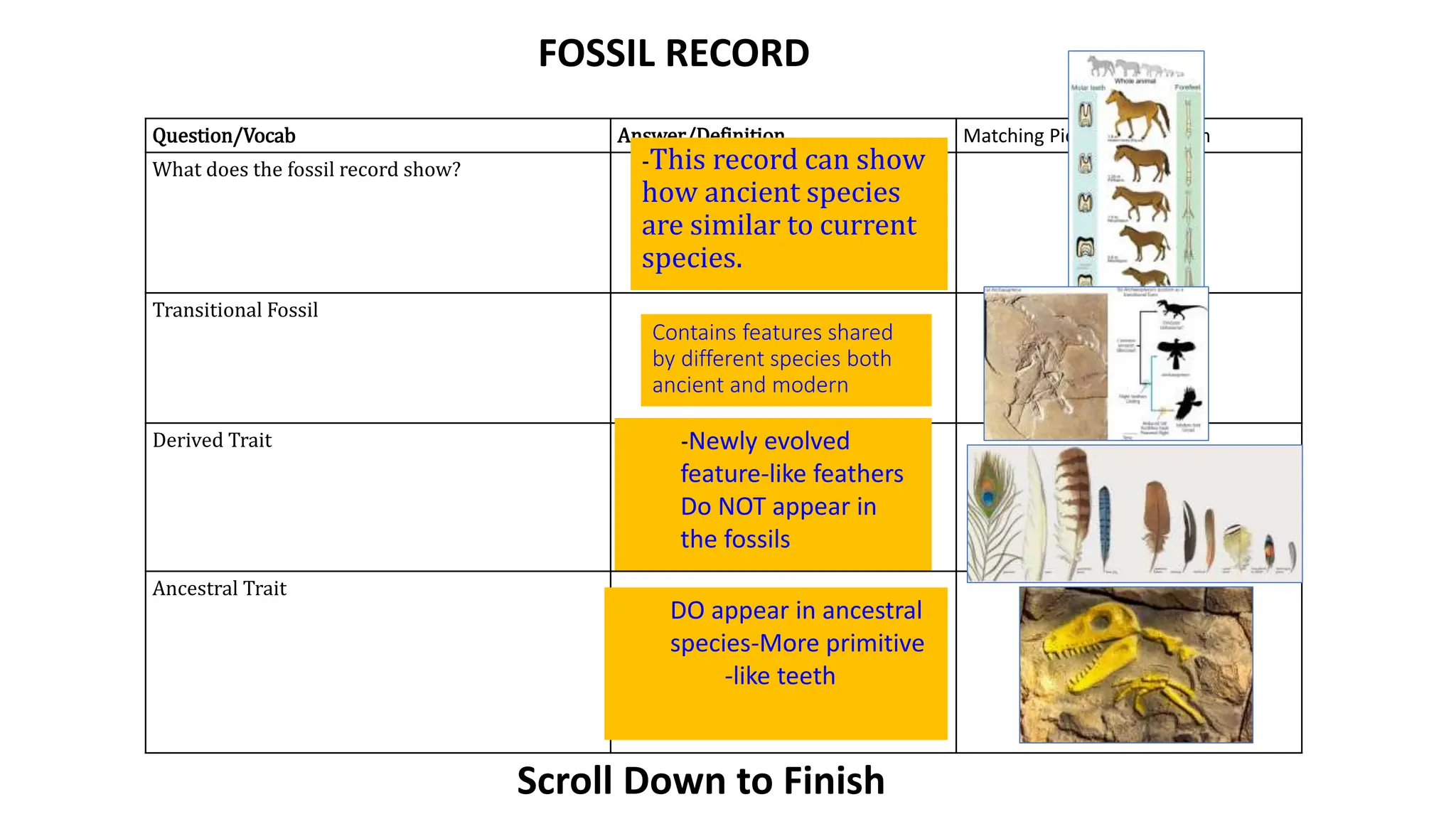 Fossil Record and Comparative Anatomy Cut and sfbdfbdfbdfbcvb.pptx