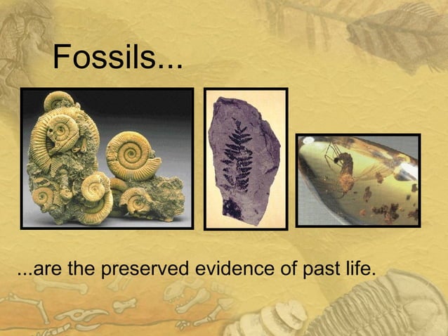 Fossil Record Debate | PPT