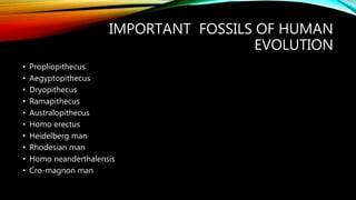 Fossil record of human evolution | PPTX | Geology | Science