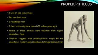 Fossil record of human evolution | PPTX
