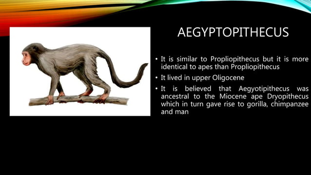 Fossil record of human evolution | PPTX | Geology | Science