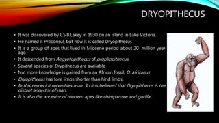 Fossil record of human evolution | PPTX