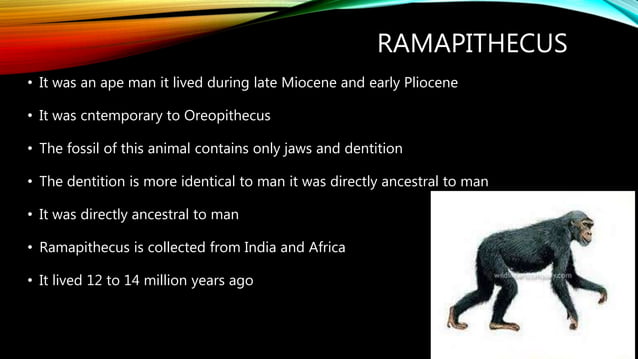 Fossil record of human evolution | PPTX | Geology | Science