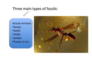 Fossils | PPT