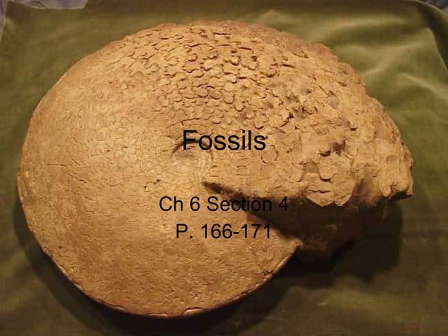 Fossils | PPT