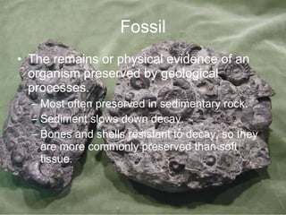 Fossils | PPT