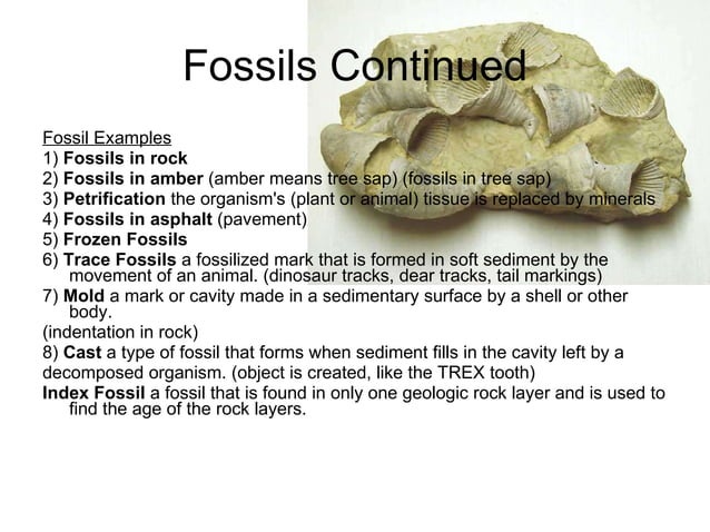 Fossils | PPT