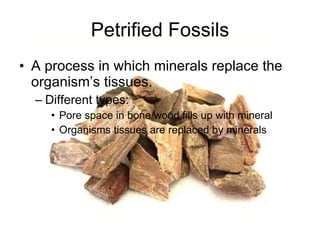 Fossils | PPT | Geology | Science