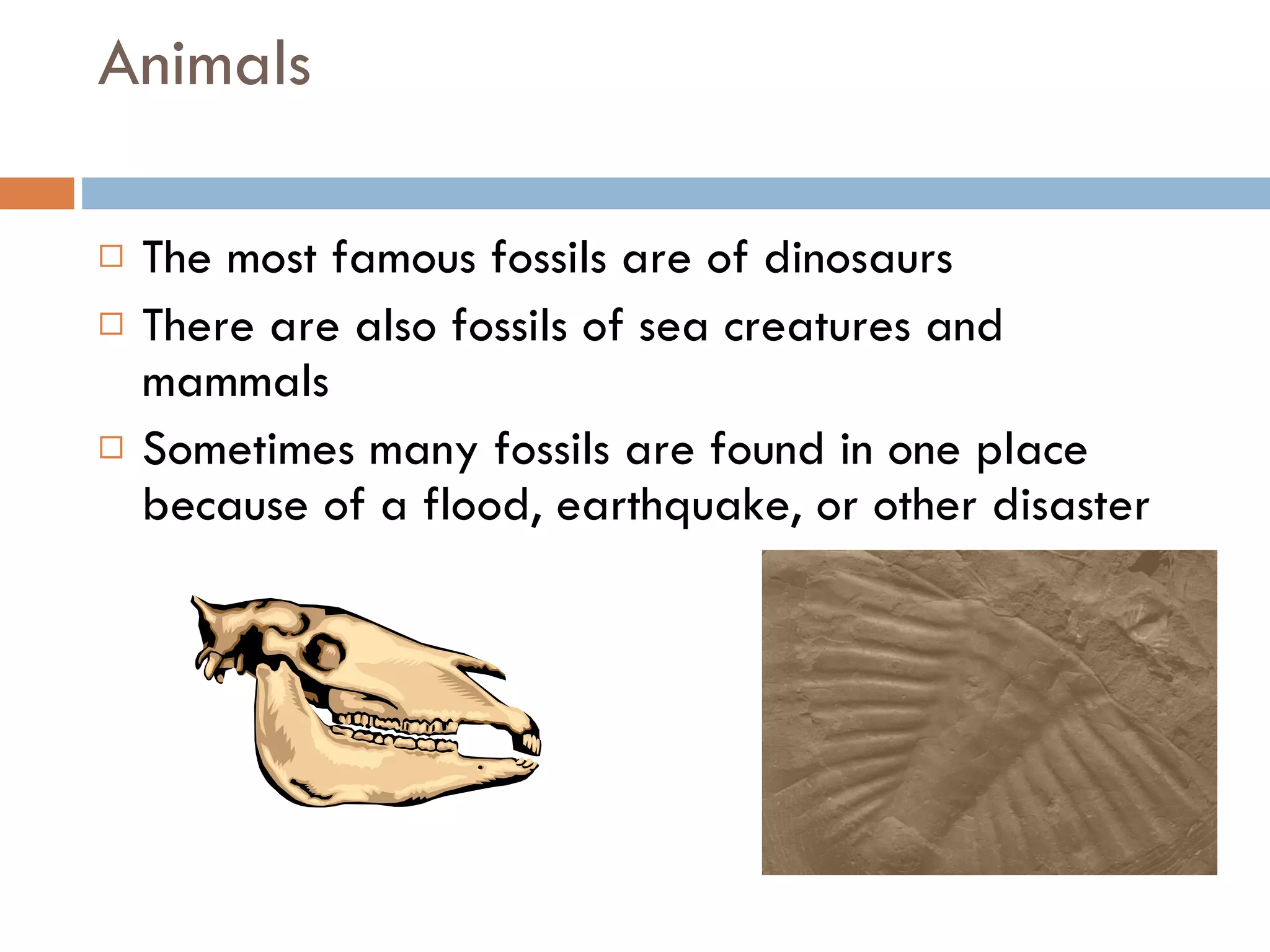 Fossils | PPT