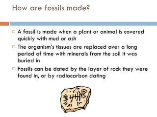 Fossils | PPT