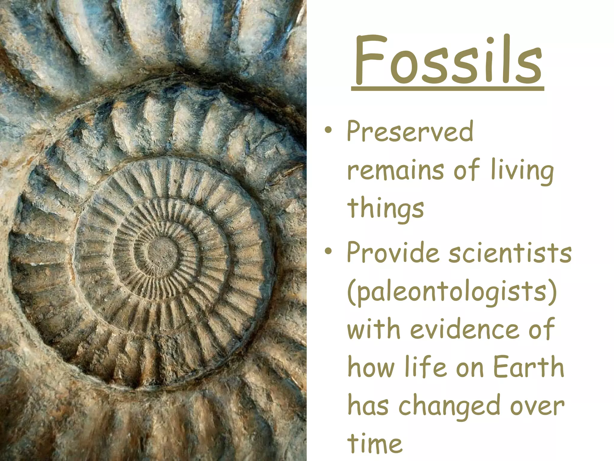 Fossils | PPT