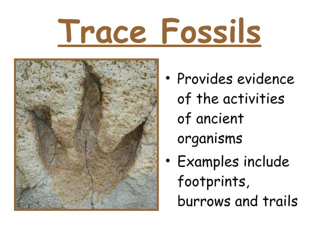 Fossils | PPT