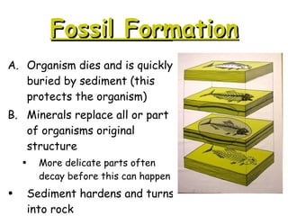 Fossils | PPT
