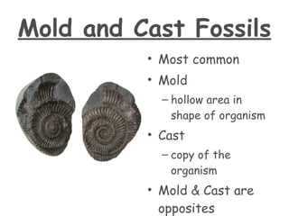 Fossils | PPT