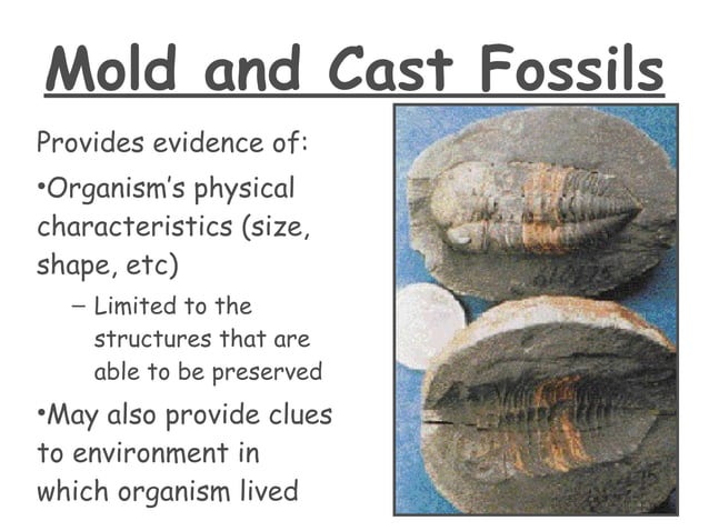 Fossils | PPT