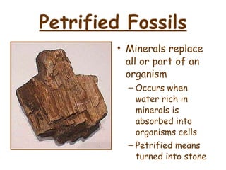 Fossils | PPT